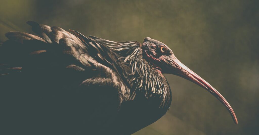 L'ibans et le swift/bic : déchiffrer les clés de la banque internationale